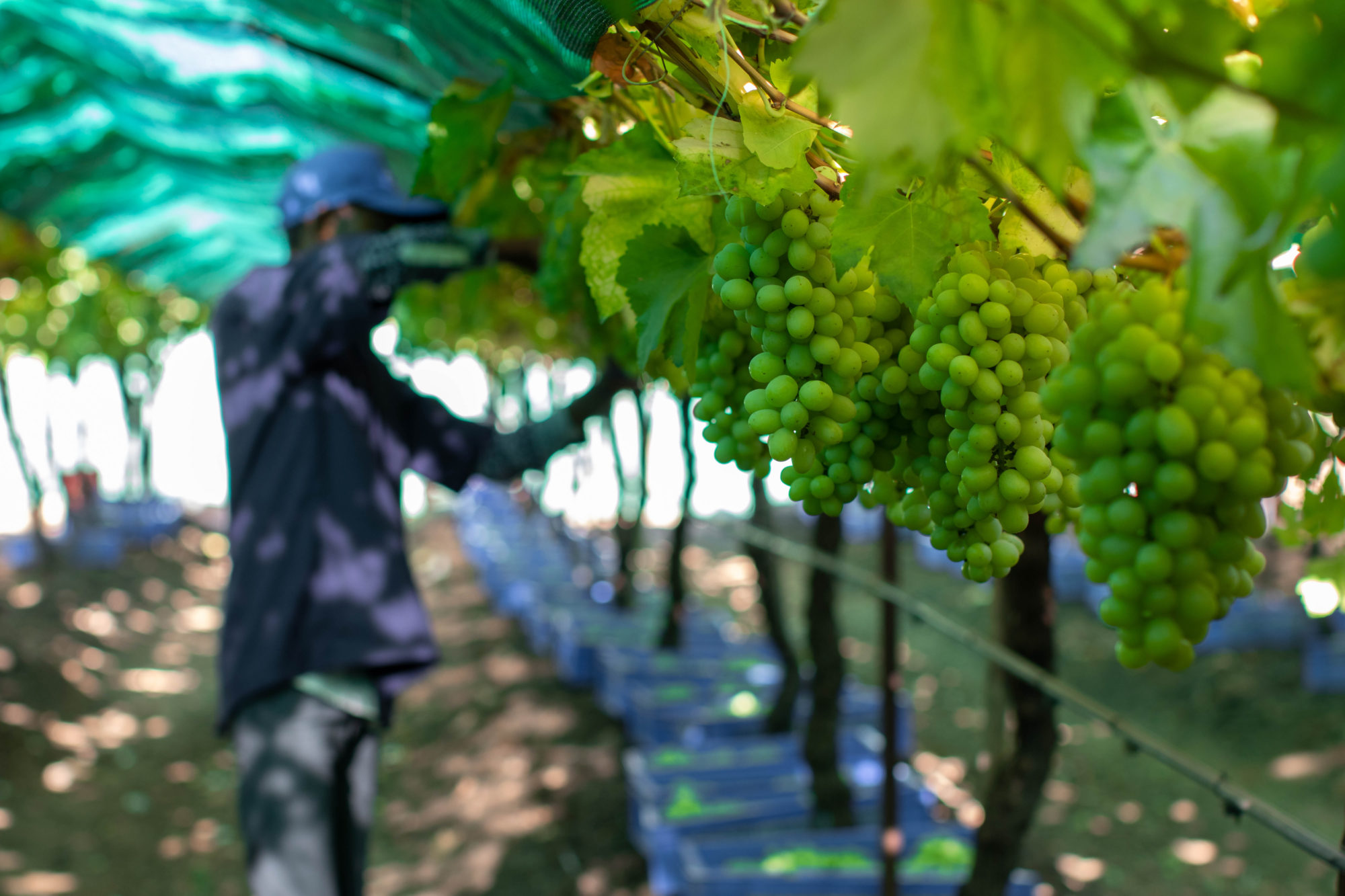 Connect - EXSA Europe