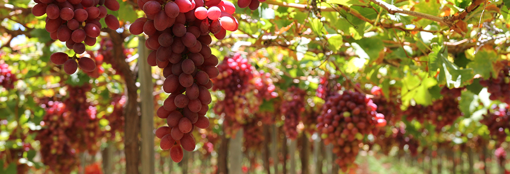 Brazil - EXSA Europe