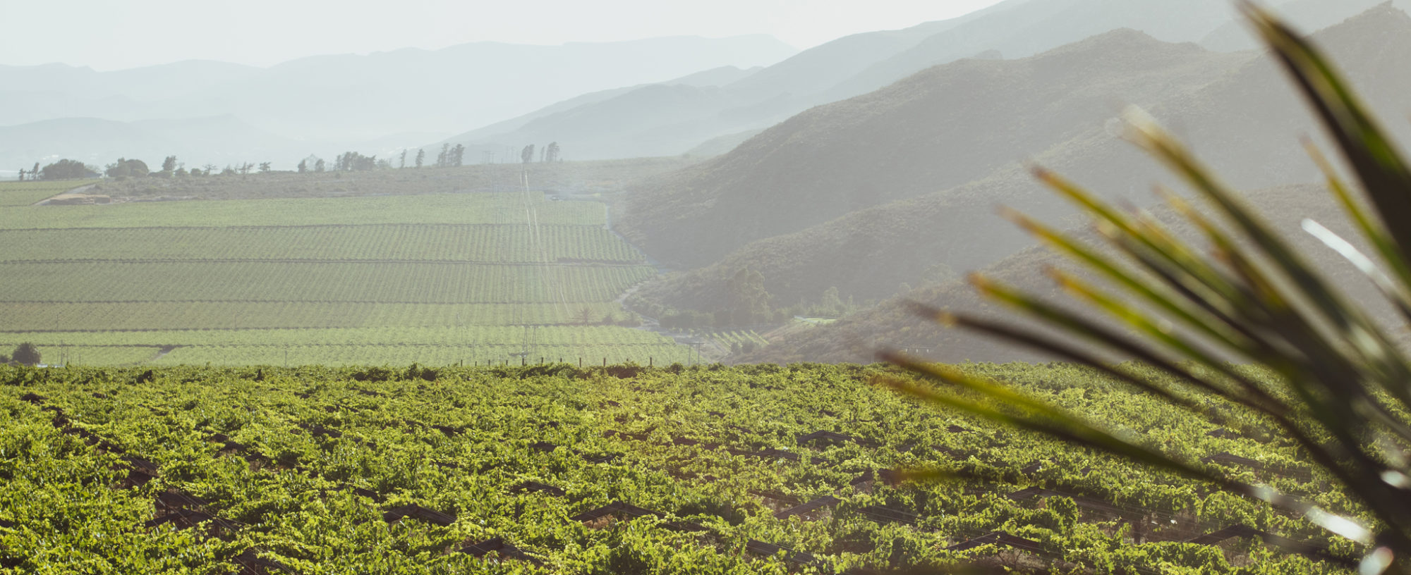 Why Exsa - EXSA Europe