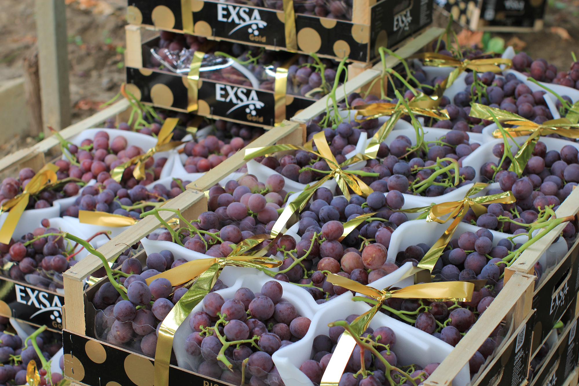 Terms and conditions - EXSA Europe