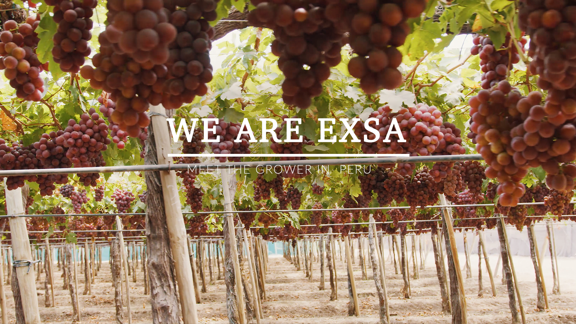 Meet the grower in Peru - EXSA Europe